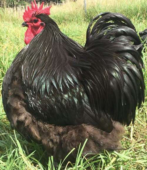 Pekin Bantam colours and patterns. - Cluckin
