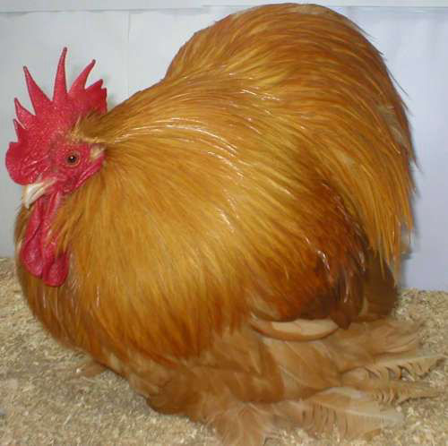 Pekin Bantam colours and patterns. - Cluckin