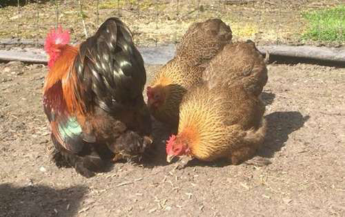 Pekin Bantam colours and patterns. - Cluckin