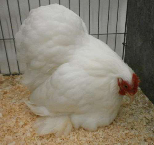 Pekin Bantam colours and patterns. - Cluckin