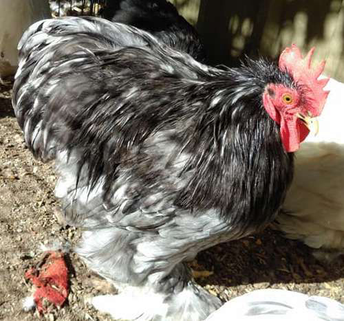Pekin Bantam colours and patterns. - Cluckin