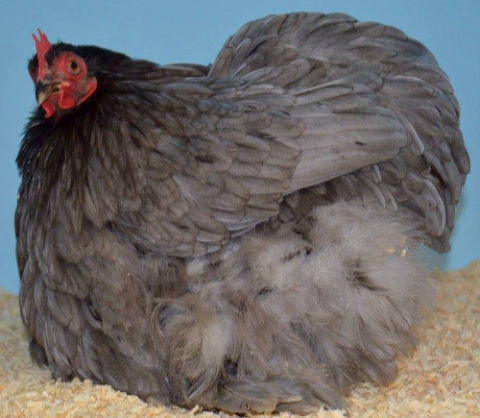 Pekin Bantam colours and patterns. - Cluckin