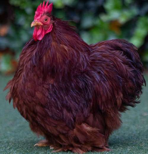 Pekin Bantam colours and patterns. - Cluckin