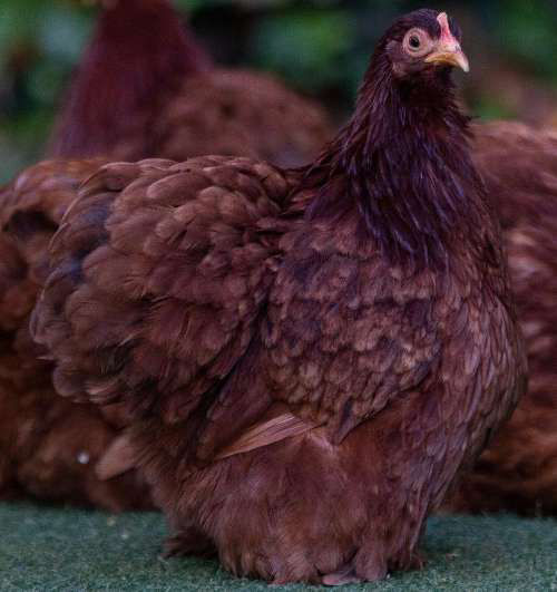 Pekin Bantam colours and patterns. - Cluckin