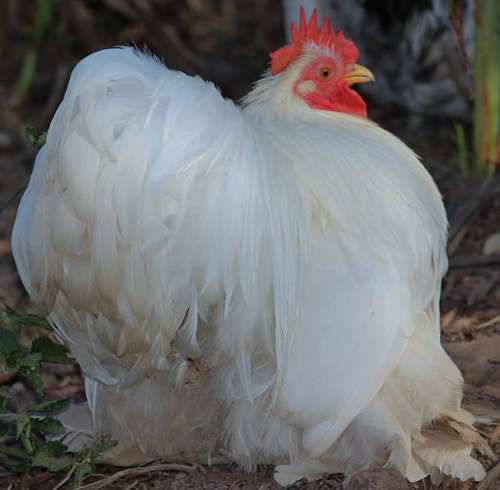 Pekin Bantam colours and patterns. - Cluckin