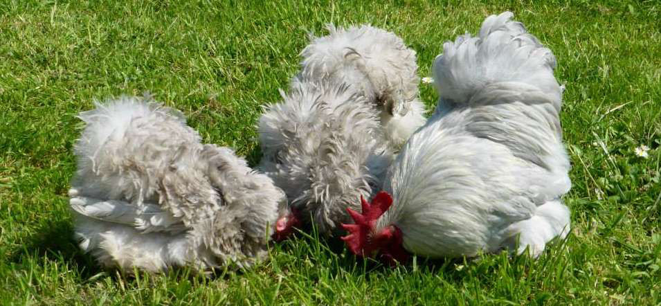 Pekin Bantam colours and patterns. - Cluckin