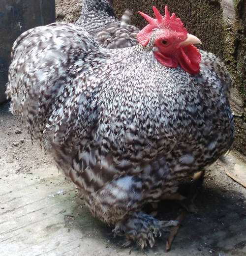 Pekin Bantam colours and patterns. - Cluckin