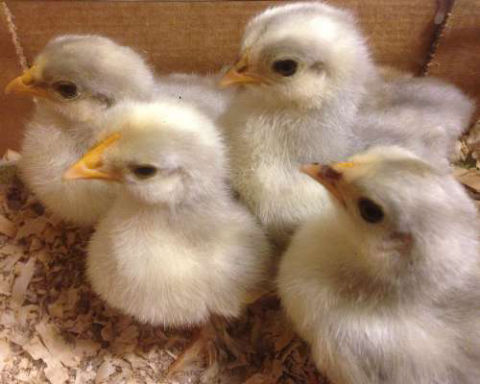 Pekin Bantam colours and patterns. - Cluckin