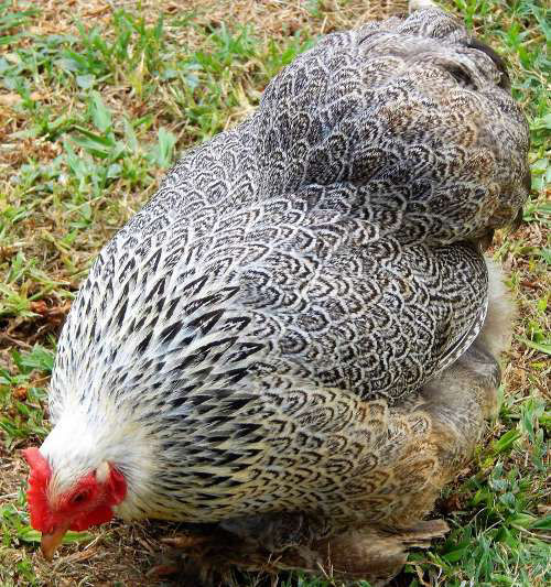 Pekin Bantam colours and patterns. - Cluckin