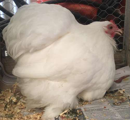 Pekin breed standards and faults. - Cluckin