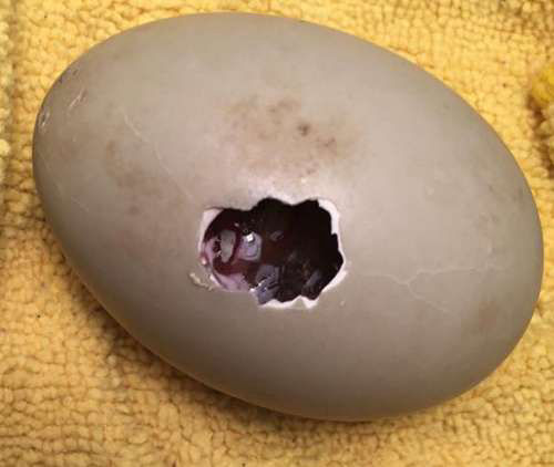 Will a cracked hatching egg survive incubation. - Cluckin