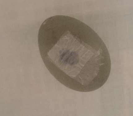 Will a cracked hatching egg survive incubation. - Cluckin