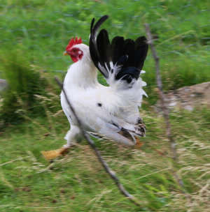 I have found an escaped or abandoned chicken, now what? - Cluckin