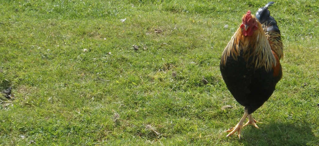 I have found an escaped or abandoned chicken, now what? - Cluckin