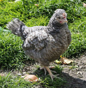 I have found an escaped or abandoned chicken, now what? - Cluckin