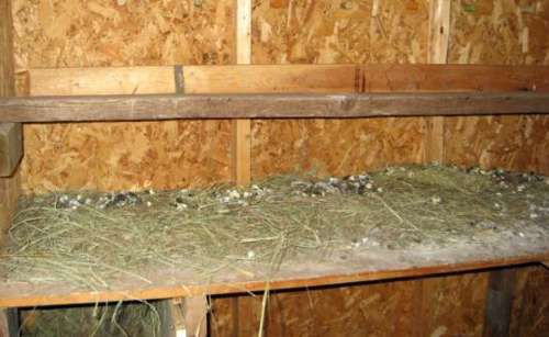 Making droppings or poop boards work for you. - Cluckin