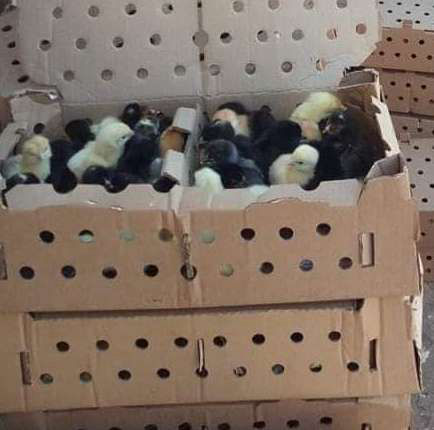 Transporting or moving chickens. - Cluckin