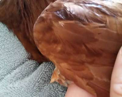 Wing claws in chickens and domestic poultry. - Cluckin