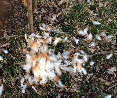 What is killing my chickens. Guide to predators with identity table and ...