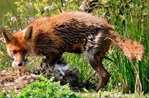 What is killing my chickens. Guide to predators with identity table and ...