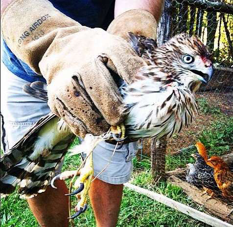 What is killing my chickens. Guide to predators with identity table and ...