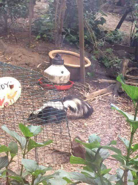 What is killing my chickens. Guide to predators with identity table and ...