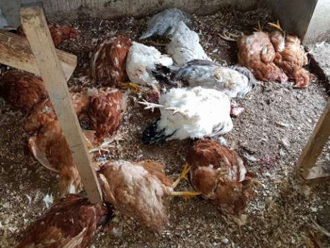 What is killing my chickens. Guide to predators with identity table and ...