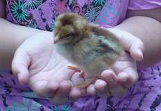 How to handle and hold baby chicks. - Cluckin