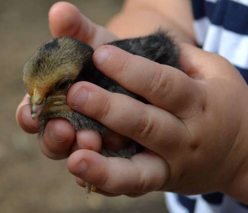 How to handle and hold baby chicks. - Cluckin