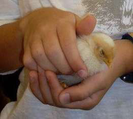 How to handle and hold baby chicks. - Cluckin
