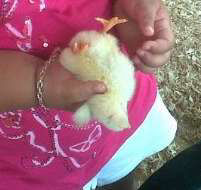 How to handle and hold baby chicks. - Cluckin
