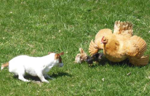 Are hens protective of their chicks? - Cluckin