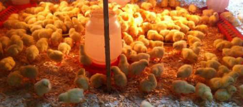 What is a brooder? - Cluckin