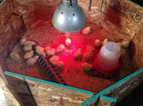 What is a brooder? - Cluckin