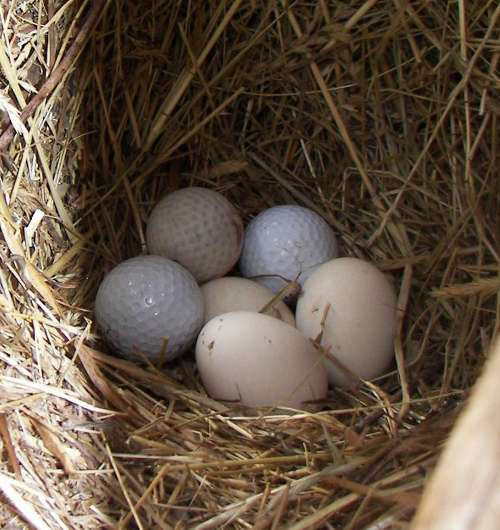 Do fake or pot eggs help chickens lay? - Cluckin