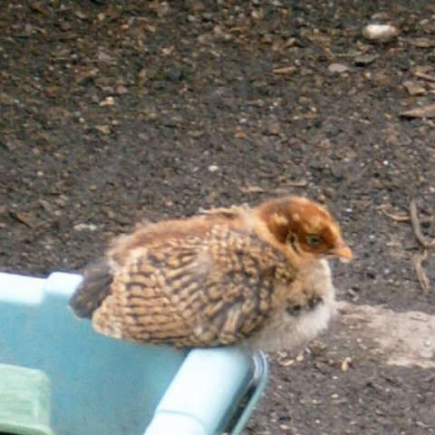 Can chickens fly? And how high? - Cluckin