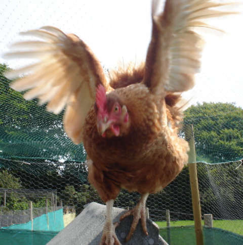 Can chickens fly? And how high? - Cluckin