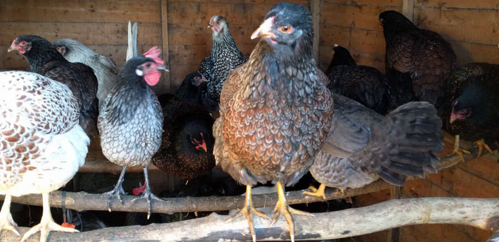 Can chickens fly? And how high? - Cluckin