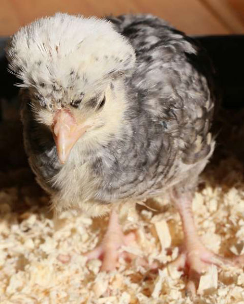 What do baby chicks look like during and after hatching. - Cluckin