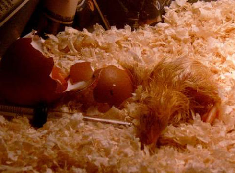 What do baby chicks look like during and after hatching. - Cluckin