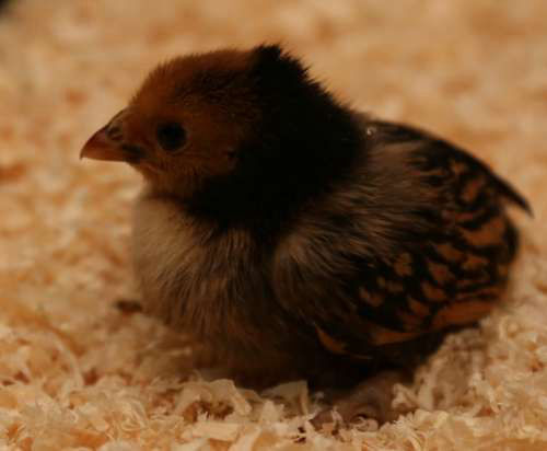 What do baby chicks look like during and after hatching. - Cluckin