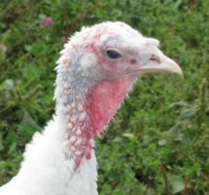 Fowl pox in chickens and how to treat it. - Cluckin