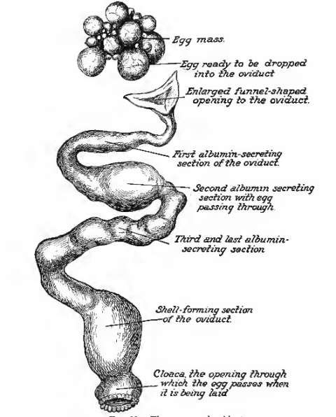 Why do hens lay unfertilised eggs? - Cluckin