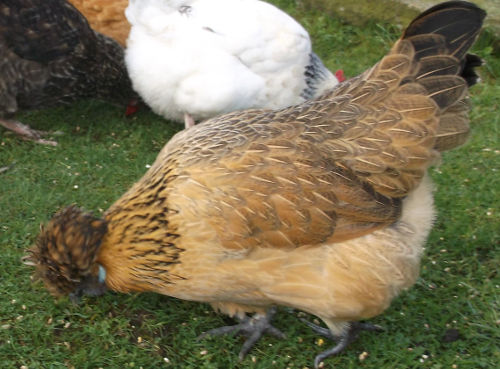 Meet the Hybrids - Cluckin