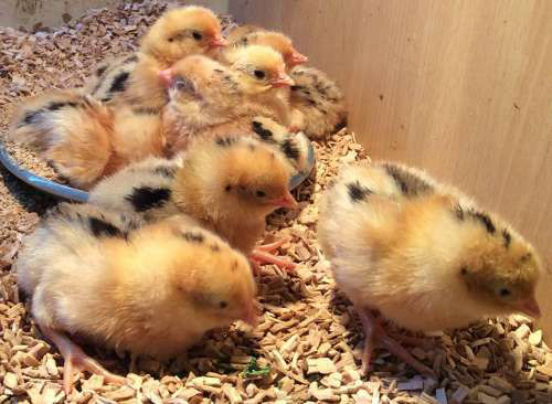 What do baby chickens look like with 50+ breed examples - Cluckin