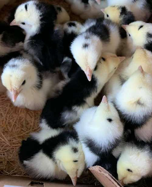 What do baby chickens look like with 50+ breed examples - Cluckin