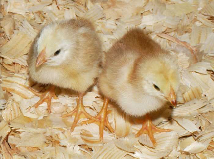 What do baby chickens look like with 50+ breed examples - Cluckin