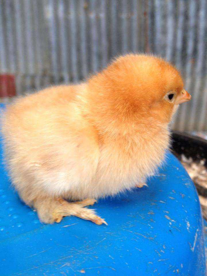 What do baby chickens look like with 50+ breed examples - Cluckin