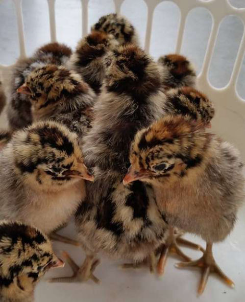 What do baby chickens look like with 50+ breed examples - Cluckin