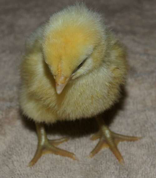 What do baby chickens look like with 50+ breed examples - Cluckin